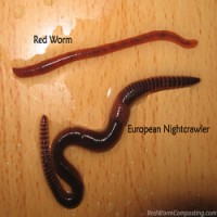 Meet Worm Wrangler John Anderson – Crasstalk