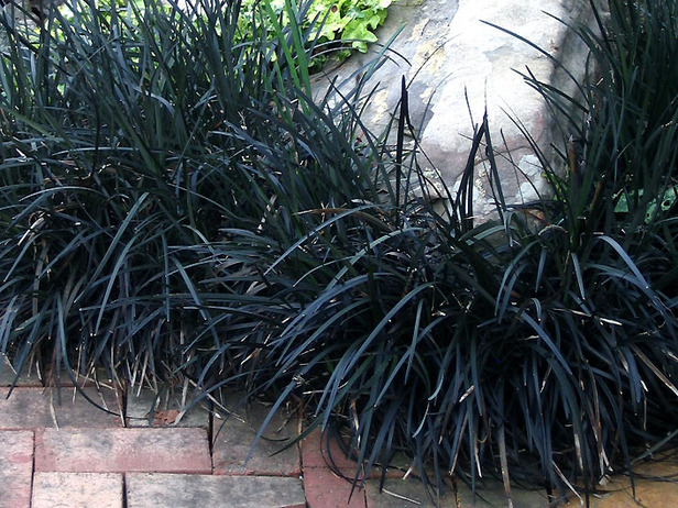 Black Mondo Grass – Crasstalk