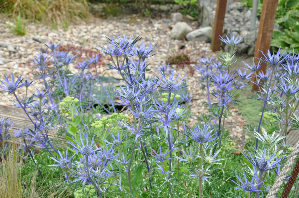 A Guide To Adding Blue Flowering Plants To Your Garden – Crasstalk