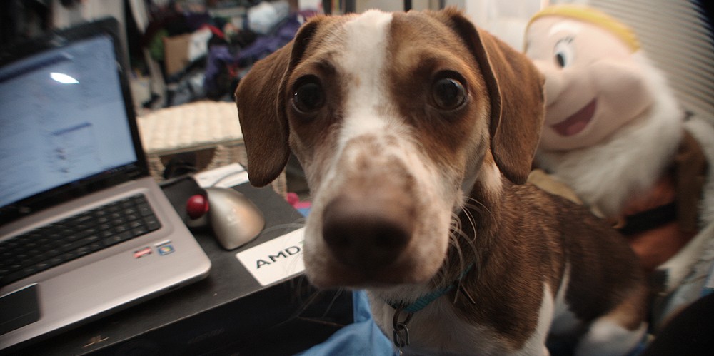 beagle-shocked-web – Crasstalk