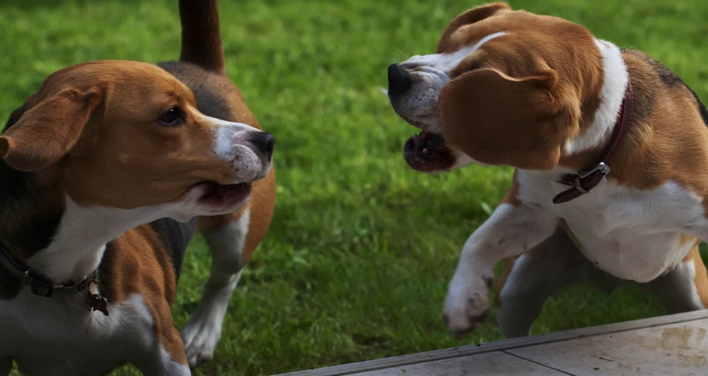 Thursday Open Thread | Crasstalk